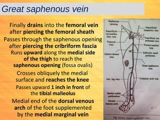 Lower limb exclusive: Venous and lymphatic drainage | PPT