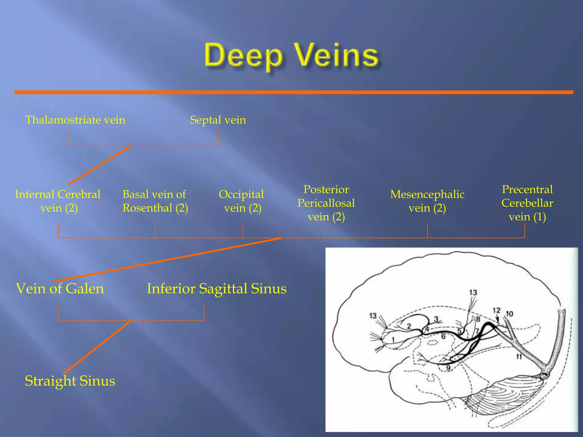Venous drainage of brain | PPTX