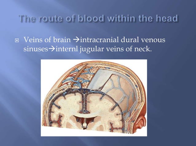 Venous drainage of brain | PPTX | Ear, Nose and Throat Conditions ...