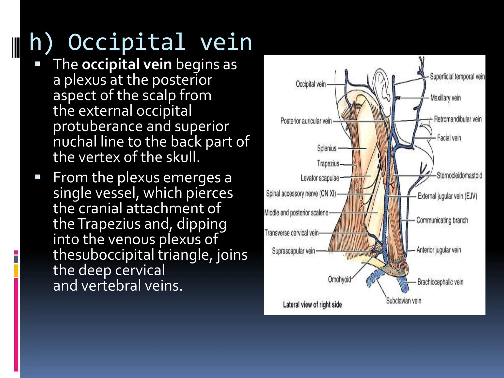 VENOUS DRAINAGE OF FACE.pptx