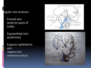 VENOUS DRAINAGE OF FACE.pptx
