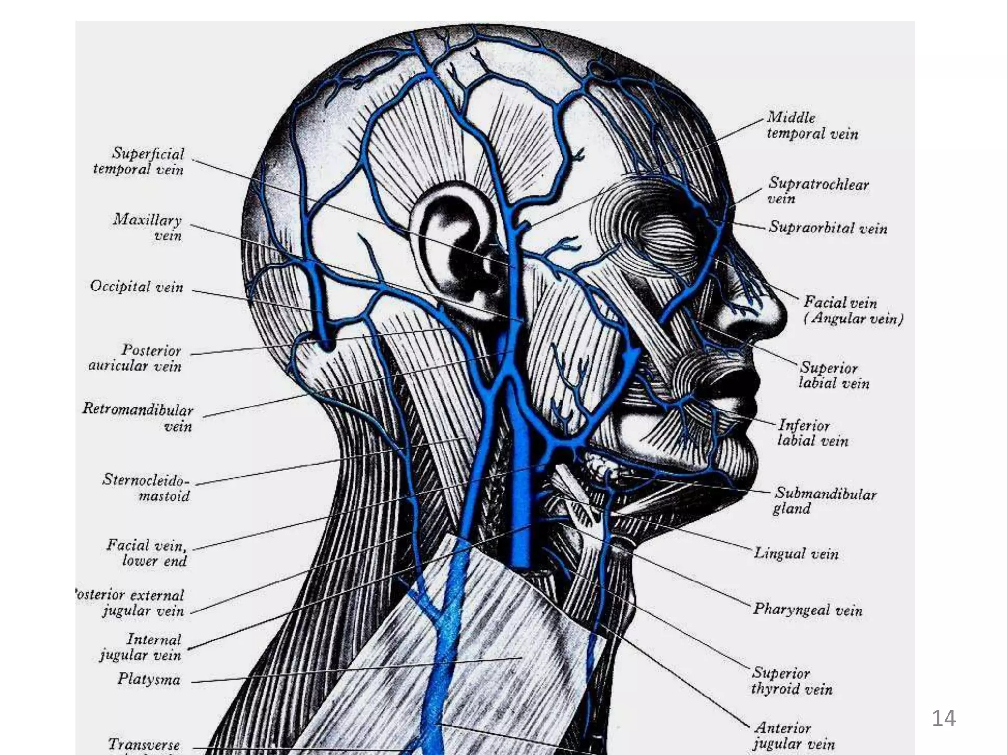 VENOUS DRAINAGE OF HEAD, FACE, NECK AND BRAIN | PPTX