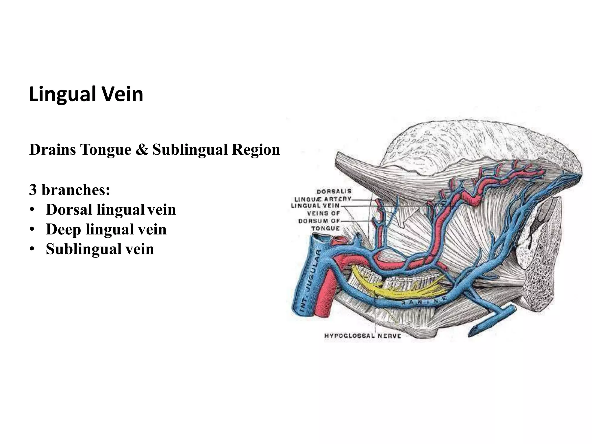 VENOUS DRAINAGE OF HEAD, FACE, NECK AND BRAIN | PPTX
