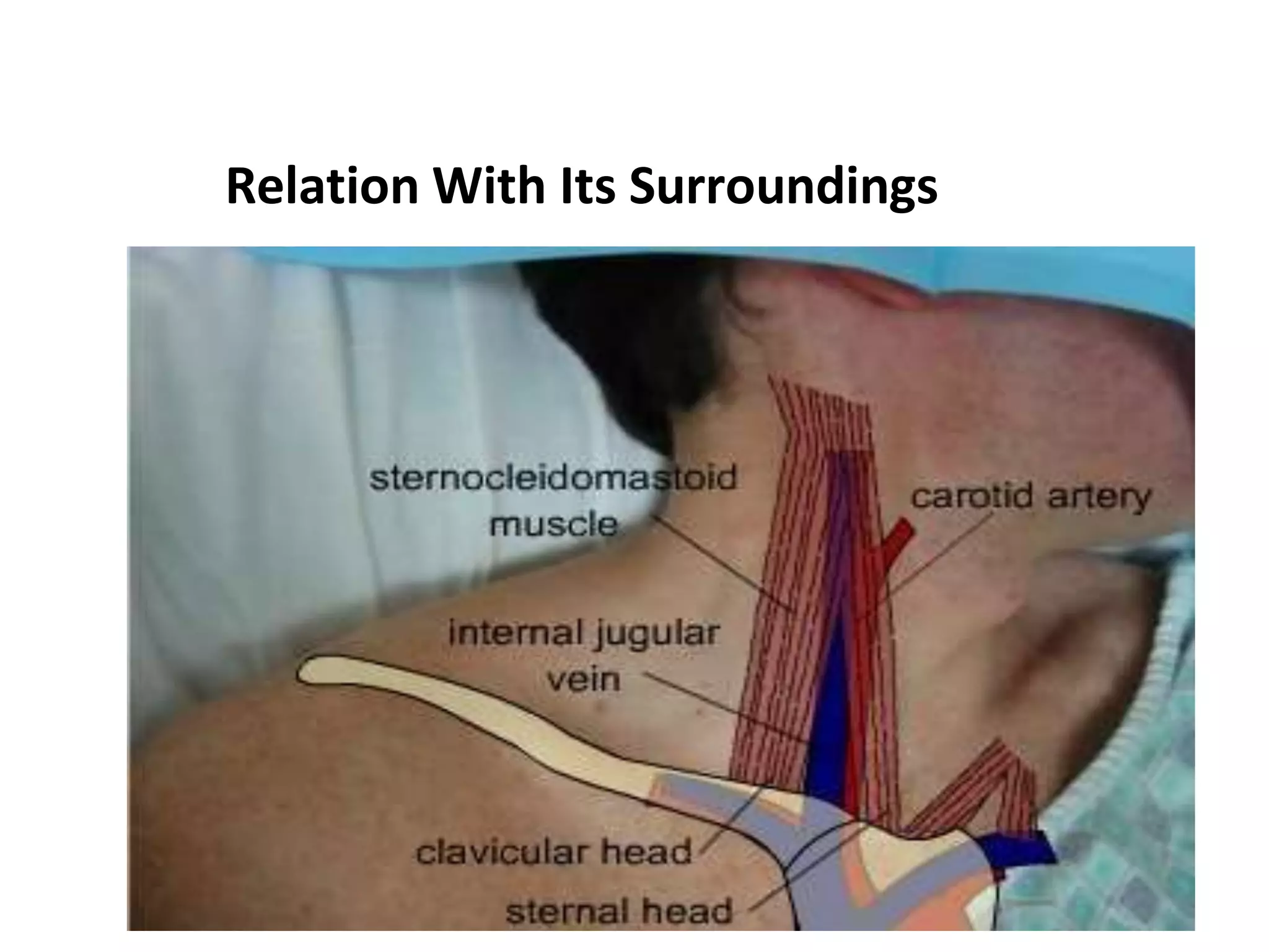 VENOUS DRAINAGE OF HEAD, FACE, NECK AND BRAIN | PPTX