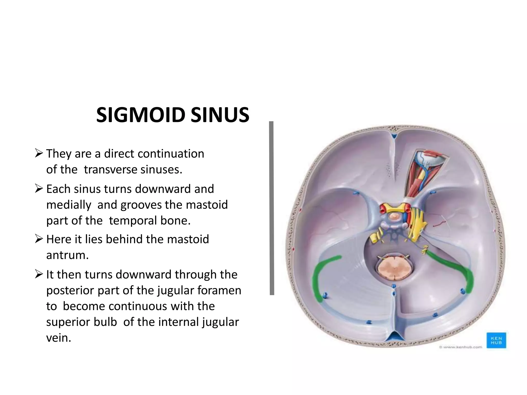 VENOUS DRAINAGE OF HEAD, FACE, NECK AND BRAIN | PPTX