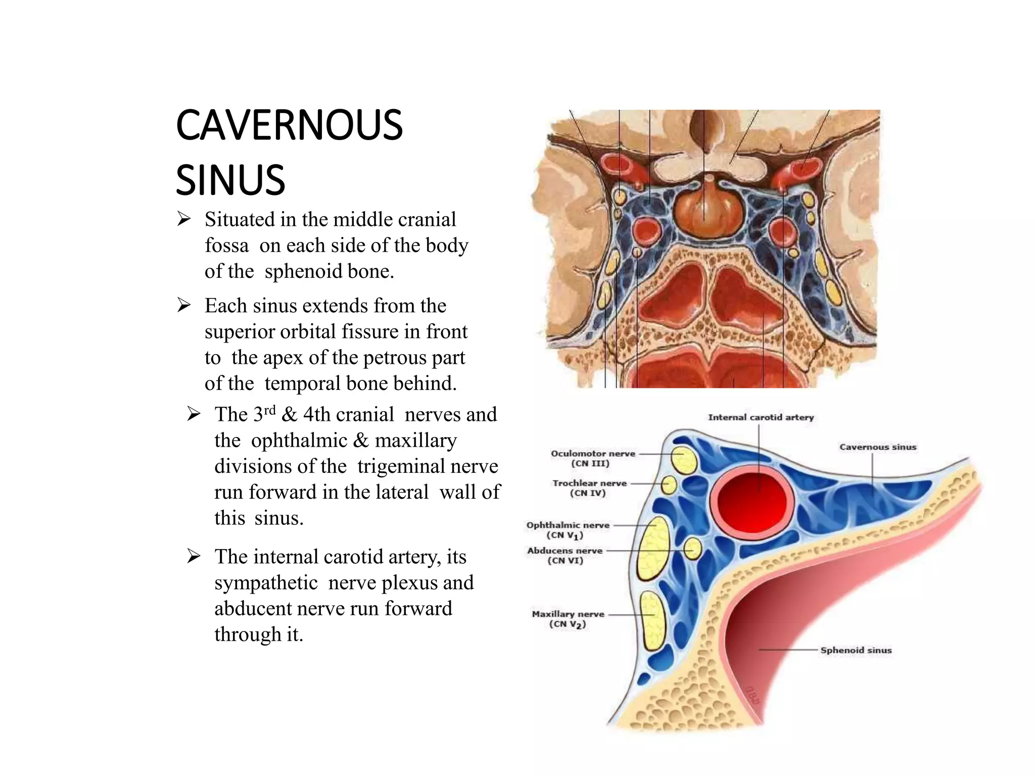 VENOUS DRAINAGE OF HEAD, FACE, NECK AND BRAIN | PPTX