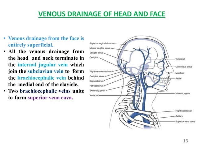VENOUS DRAINAGE OF HEAD, FACE, NECK AND BRAIN | PPTX | Death, Injury ...