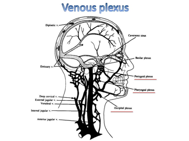 VENOUS DRAINAGE OF HEAD, FACE, NECK AND BRAIN | PPTX | Death, Injury ...