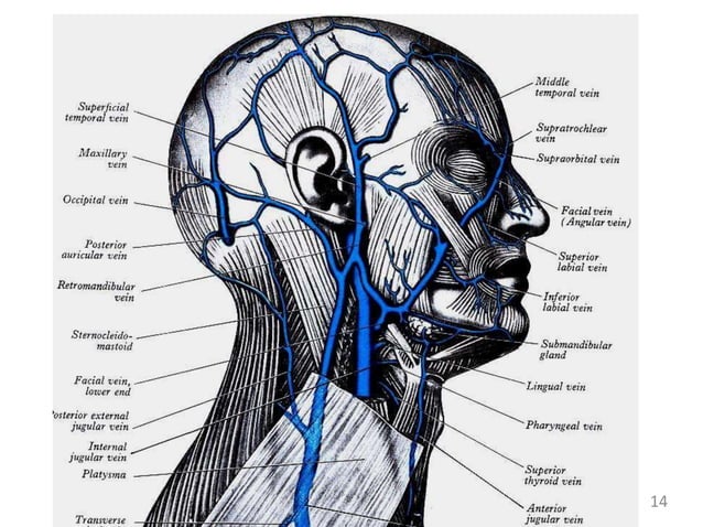 VENOUS DRAINAGE OF HEAD, FACE, NECK AND BRAIN | PPT