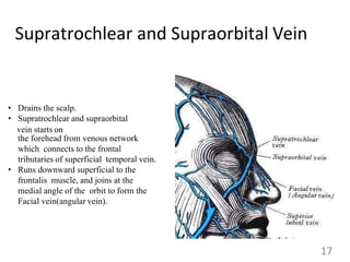 Supratrochlear Vein