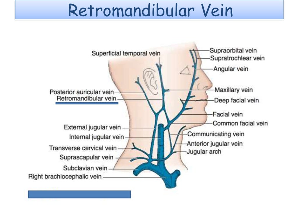 VENOUS DRAINAGE OF HEAD, FACE, NECK AND BRAIN