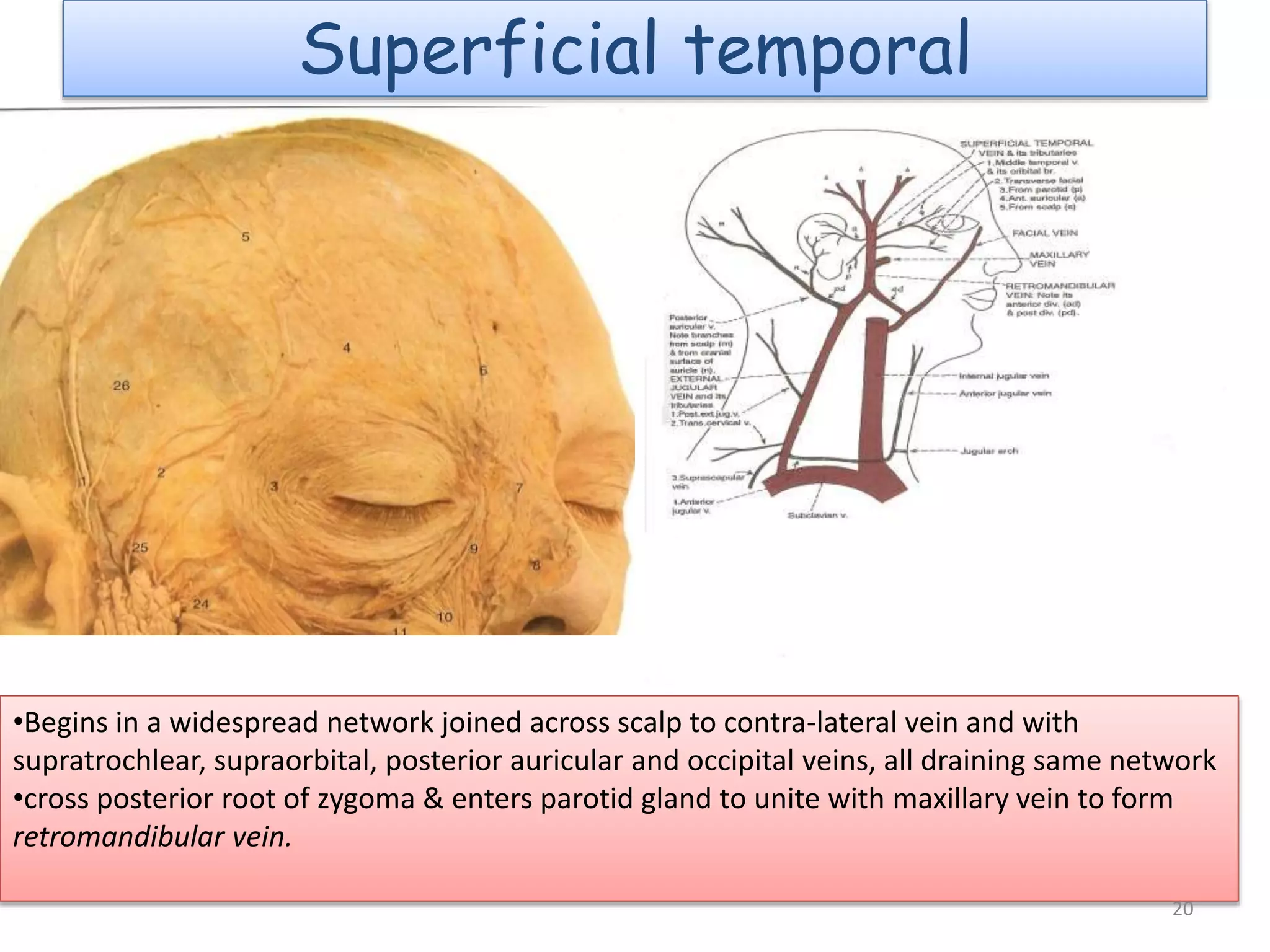 Venous drainage of head and neck | PPTX
