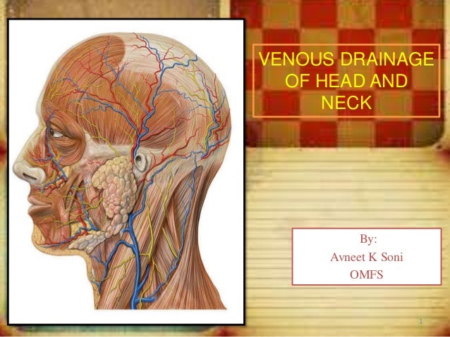 Venous Anatomy Neck