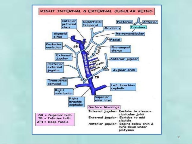 Venous drainage of head and neck
