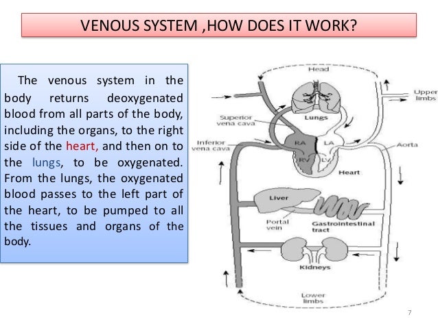 Venous Anatomy Neck