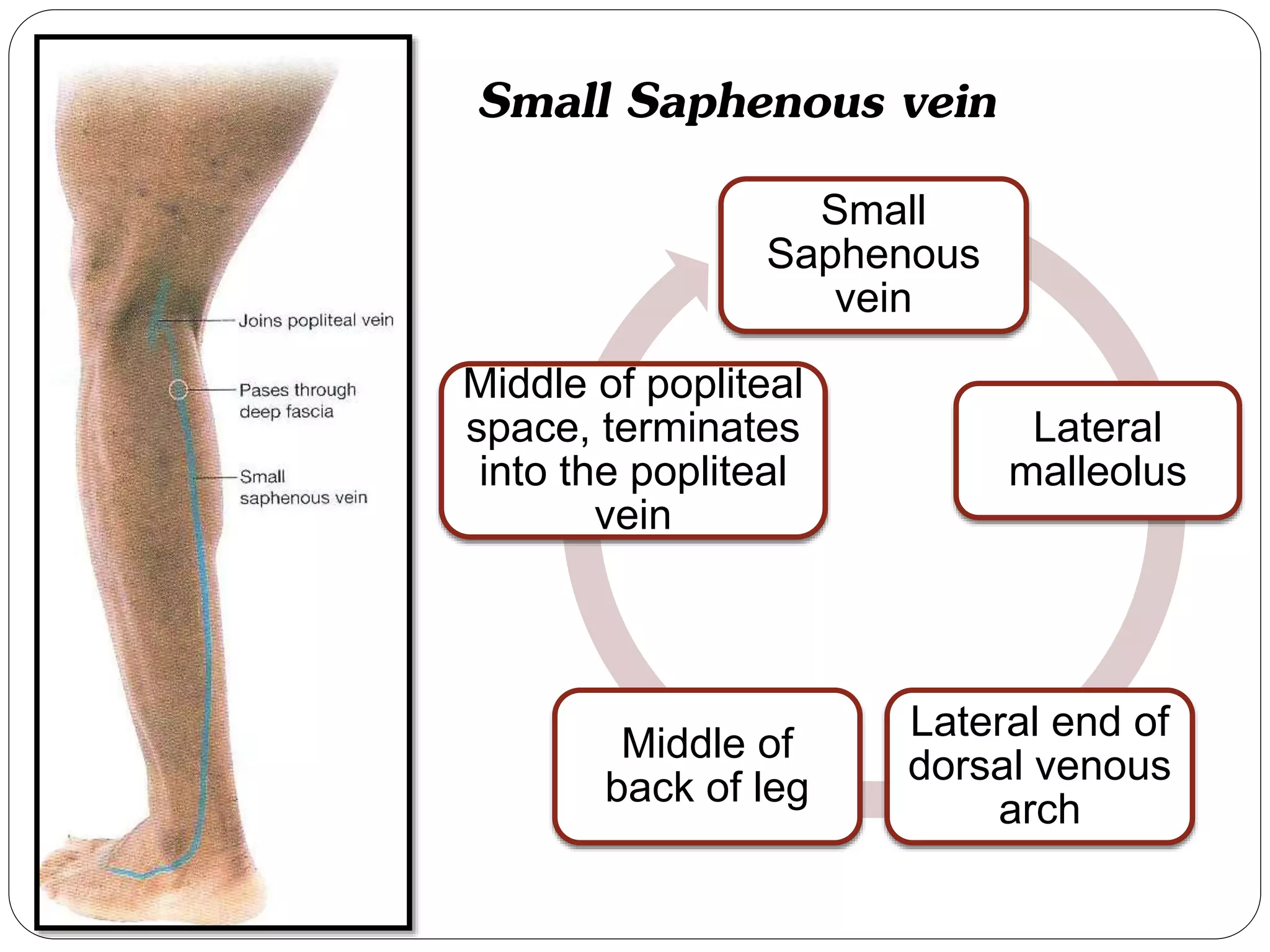 Venous drainage of lower limb | PPTX