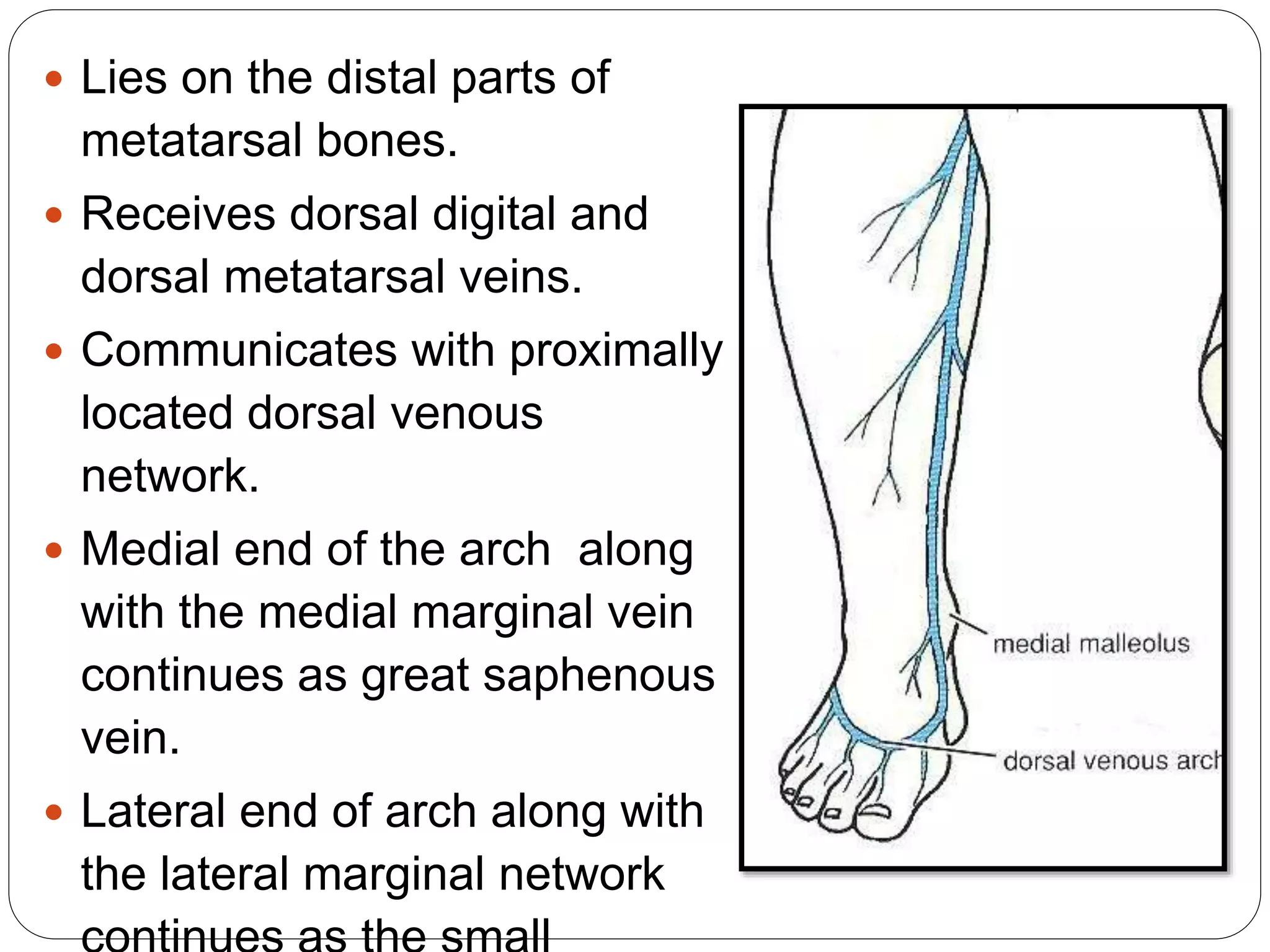 Venous drainage of lower limb | PPTX