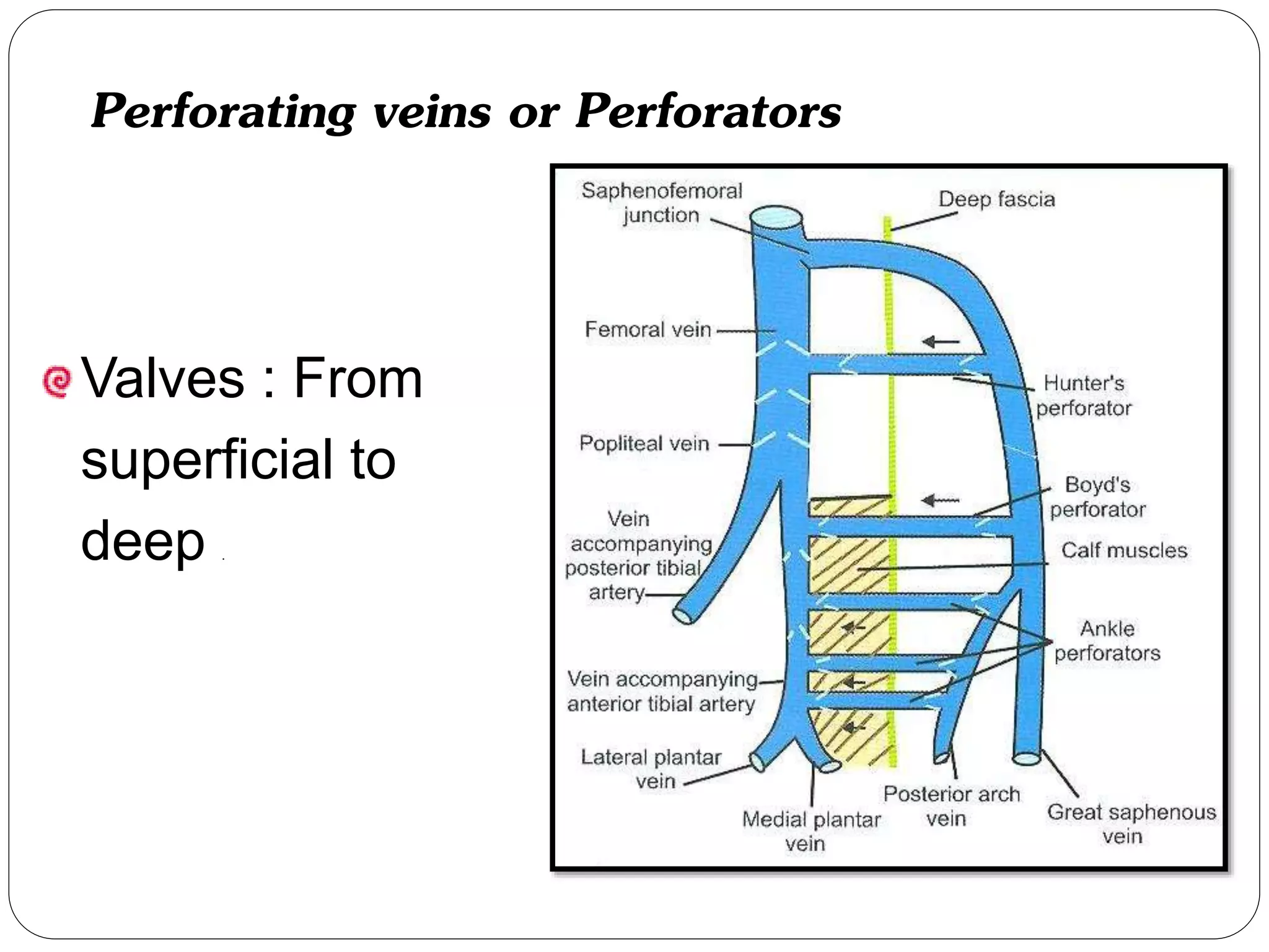 Venous drainage of lower limb | PPTX
