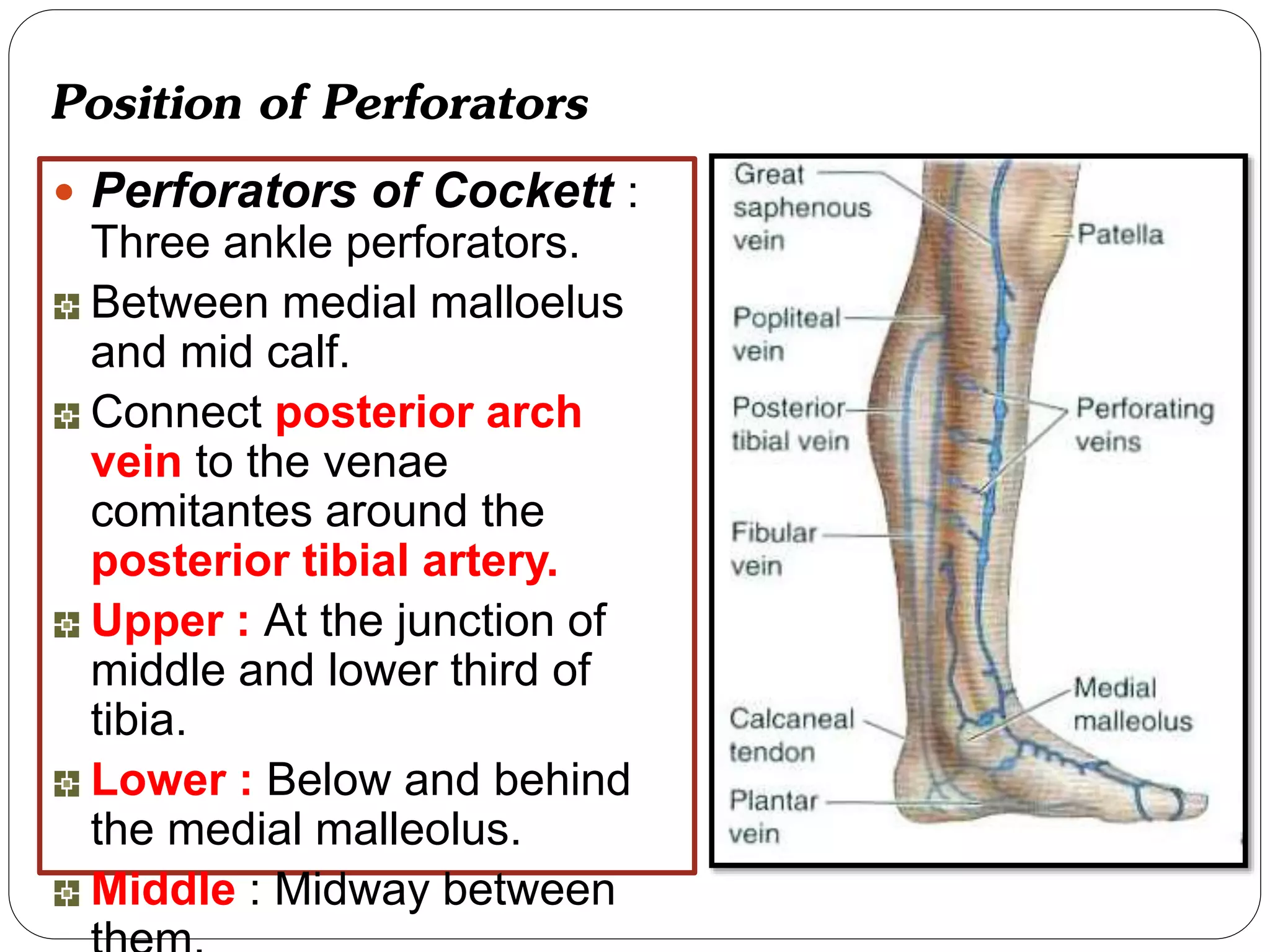 Venous drainage of lower limb | PPTX