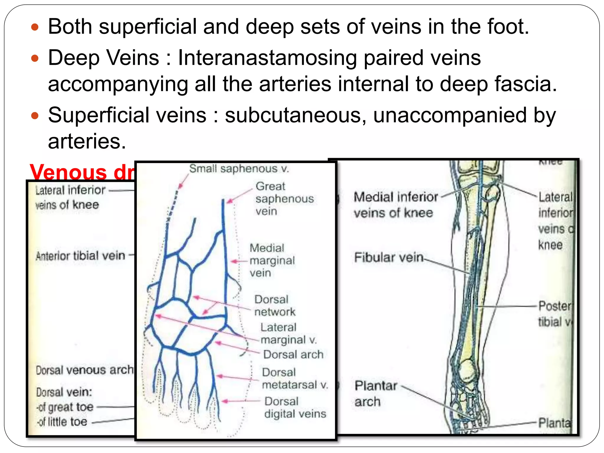 Venous drainage of lower limb | PPTX
