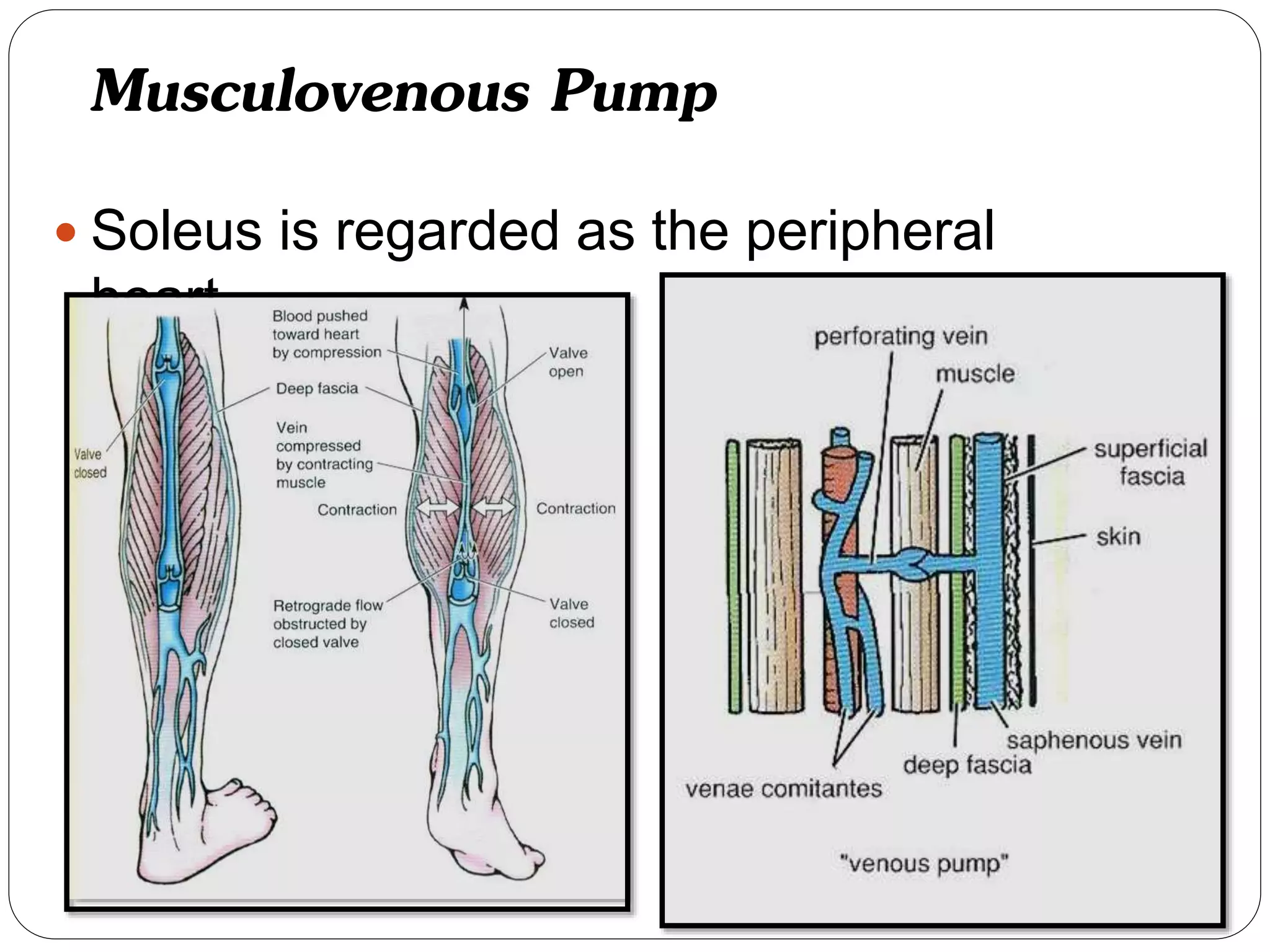 Venous drainage of lower limb | PPTX