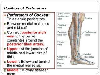 Venous drainage of lower limb | PPT
