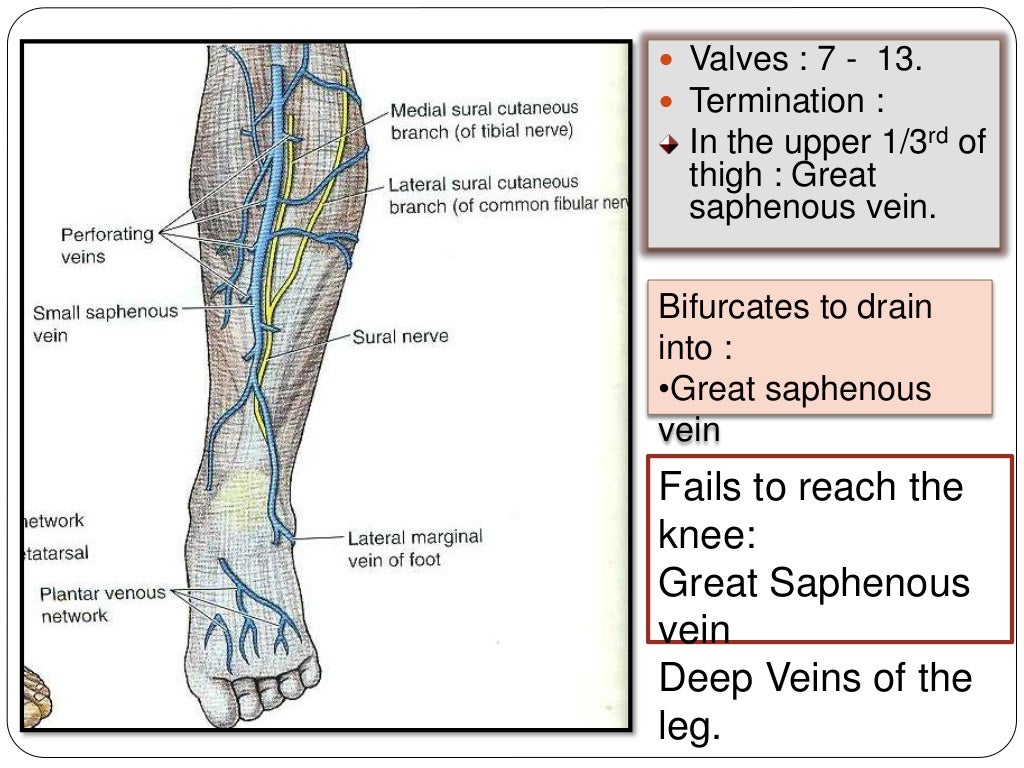 Venous drainage of lower limb