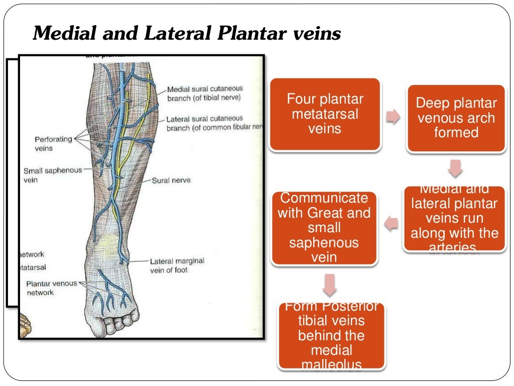 Venous drainage of lower limb