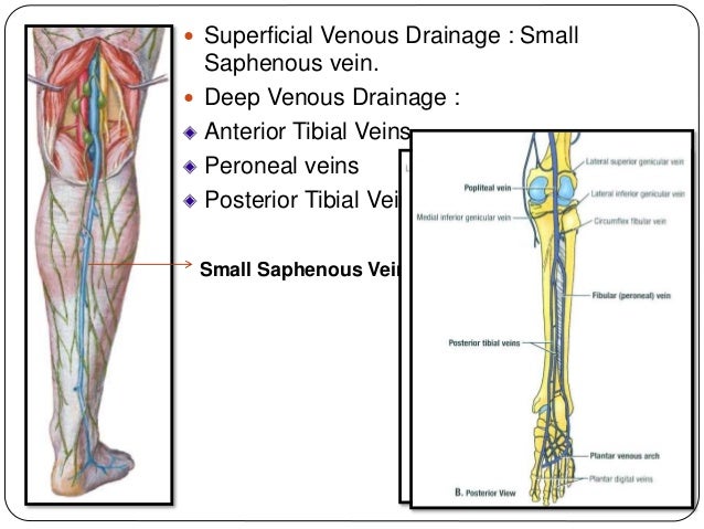 Venous drainage of lower limb