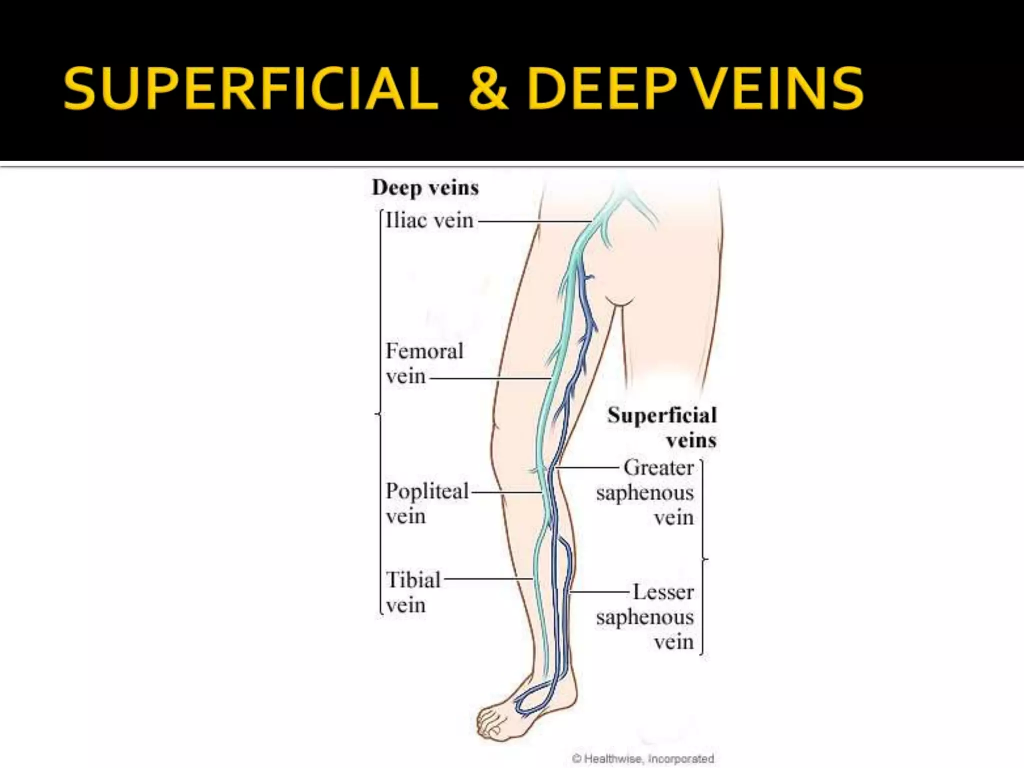 venous drainage of lower limb.pptx