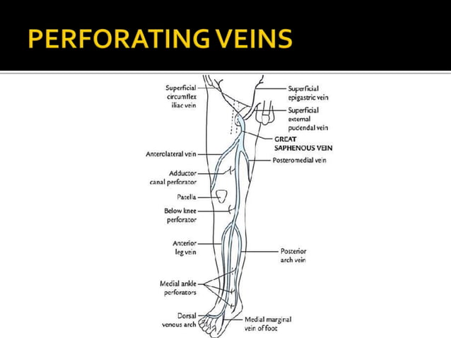 venous drainage of lower limb.pptx