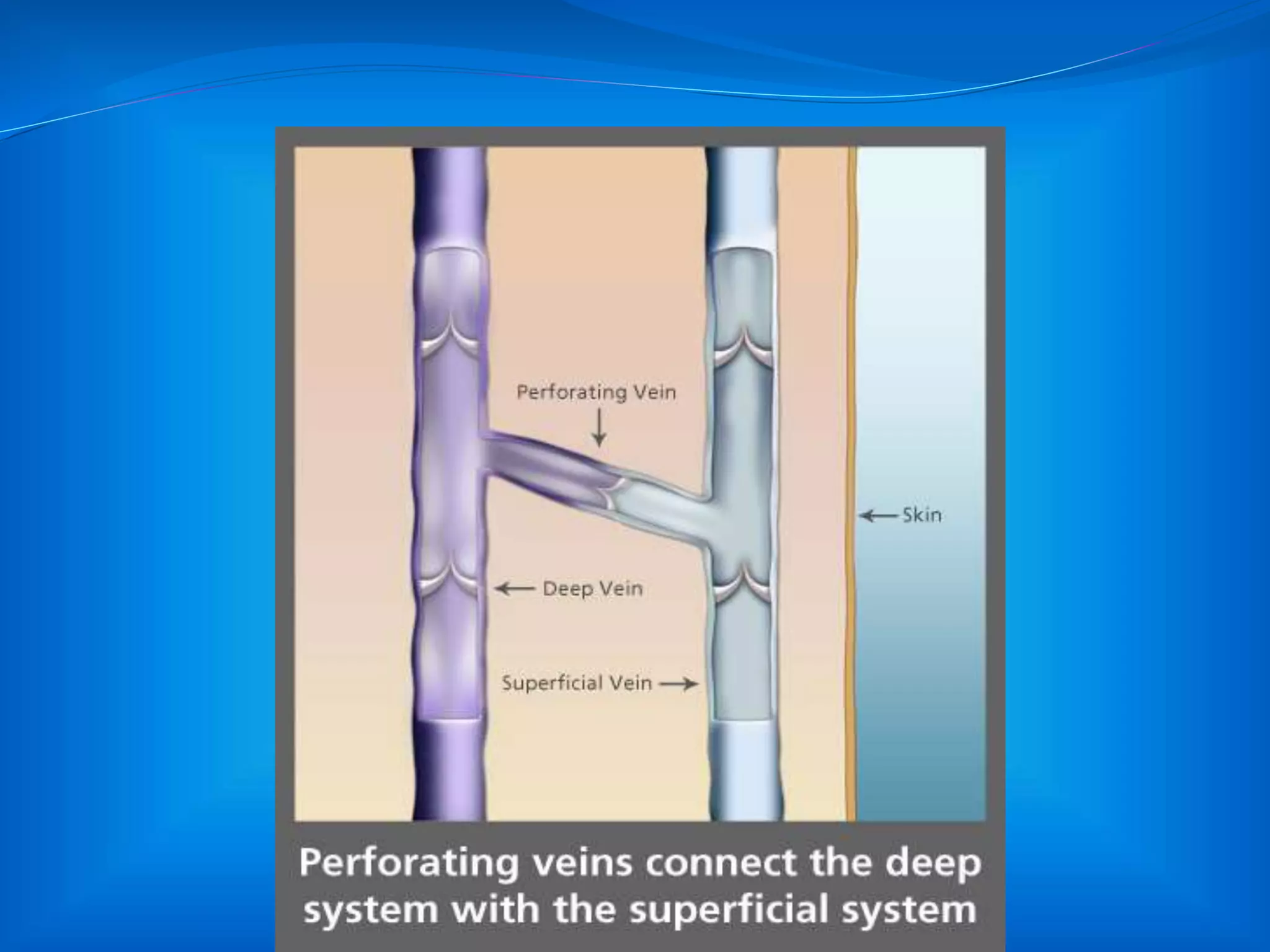 Venous drainage of lower limb ppt | PPTX
