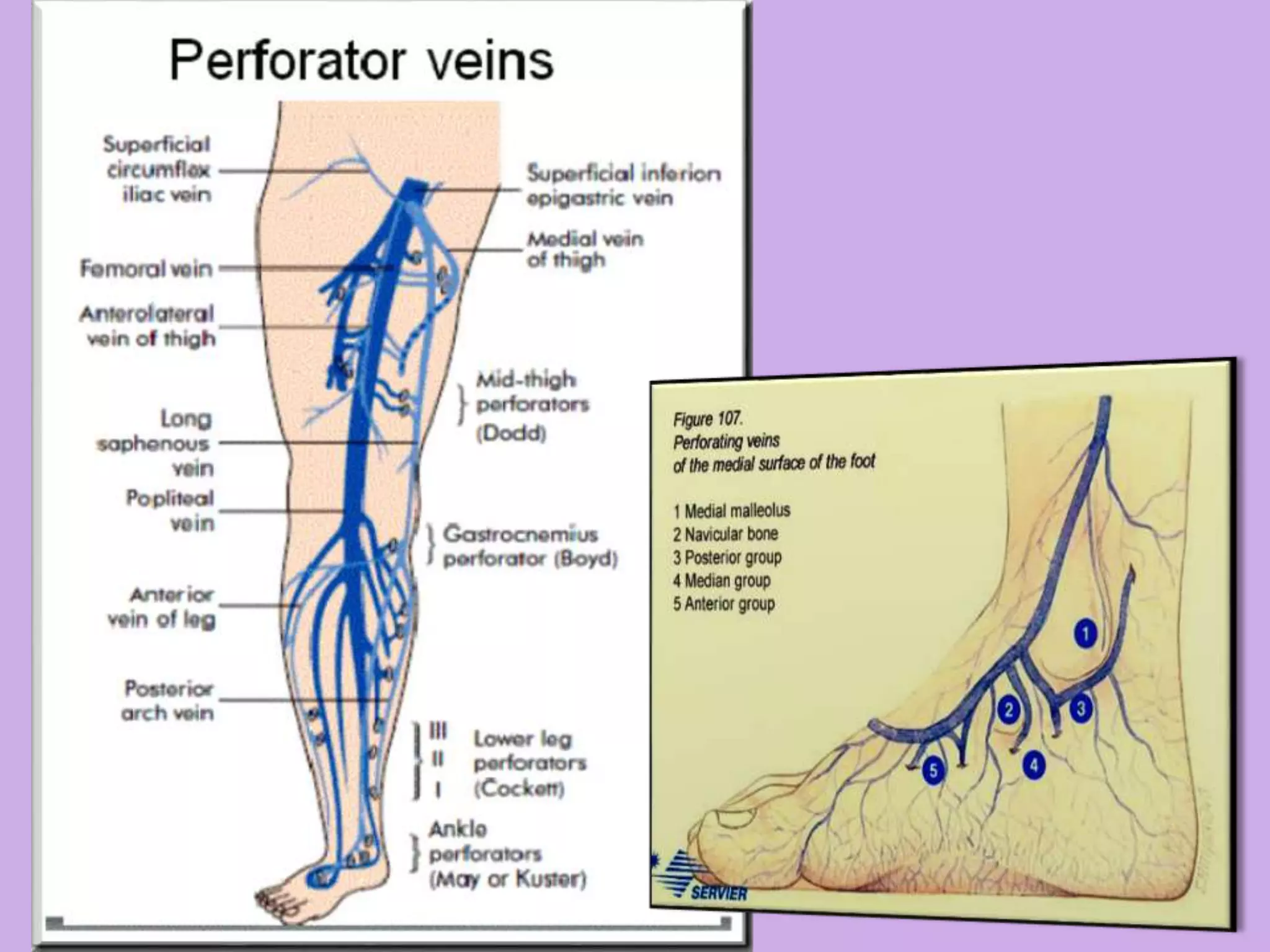 Venous drainage of lower limb ppt | PPTX