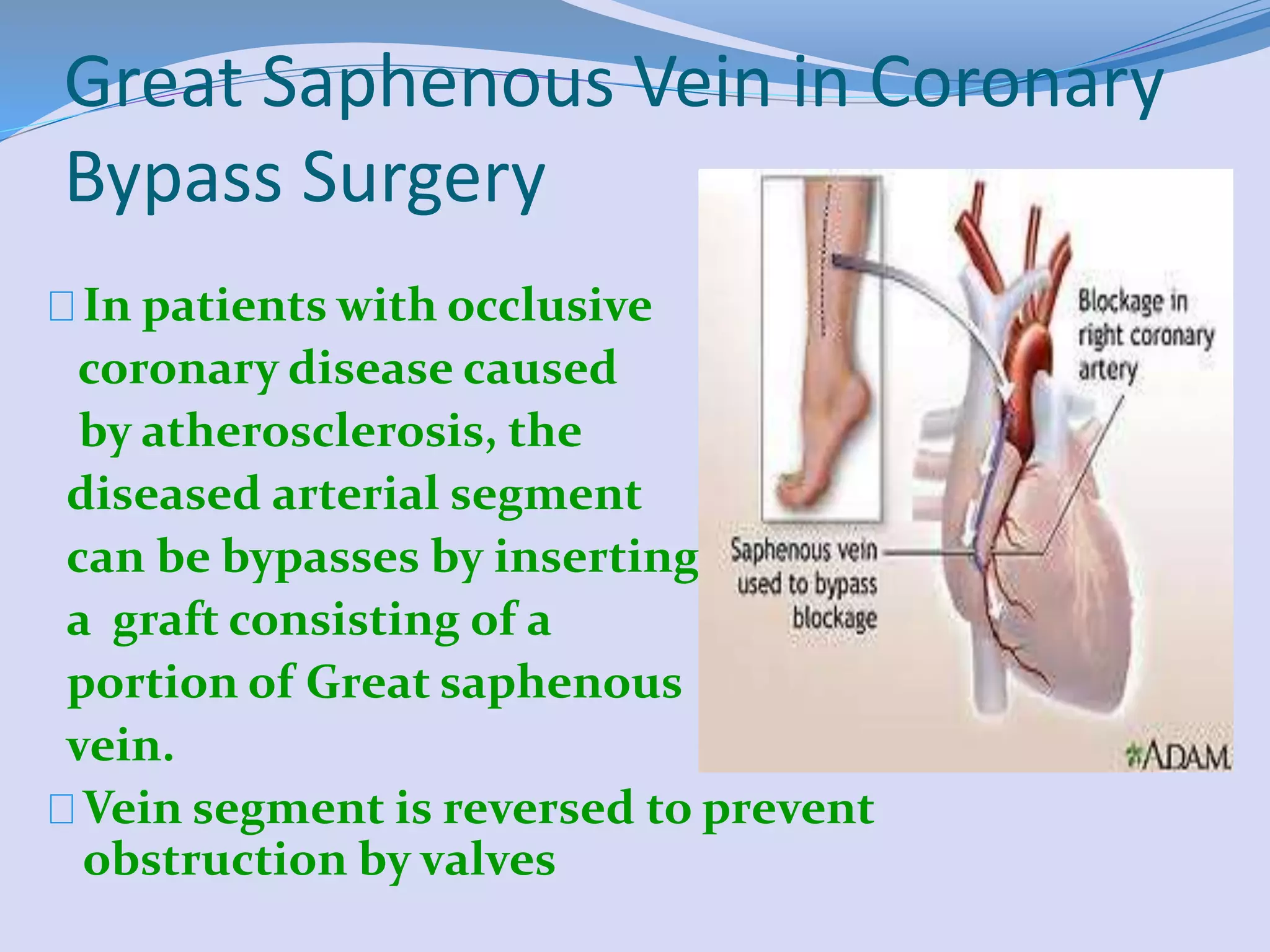 Venous drainage of lower limb ppt | PPTX