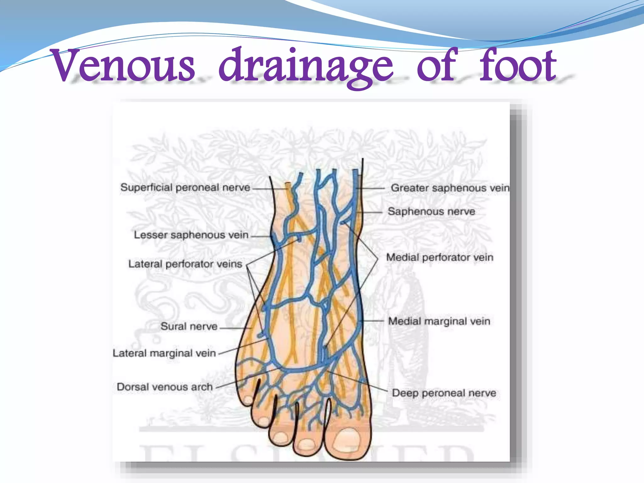 Venous drainage of lower limb ppt | PPTX