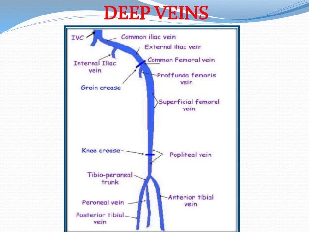 Venous drainage of lower limb ppt