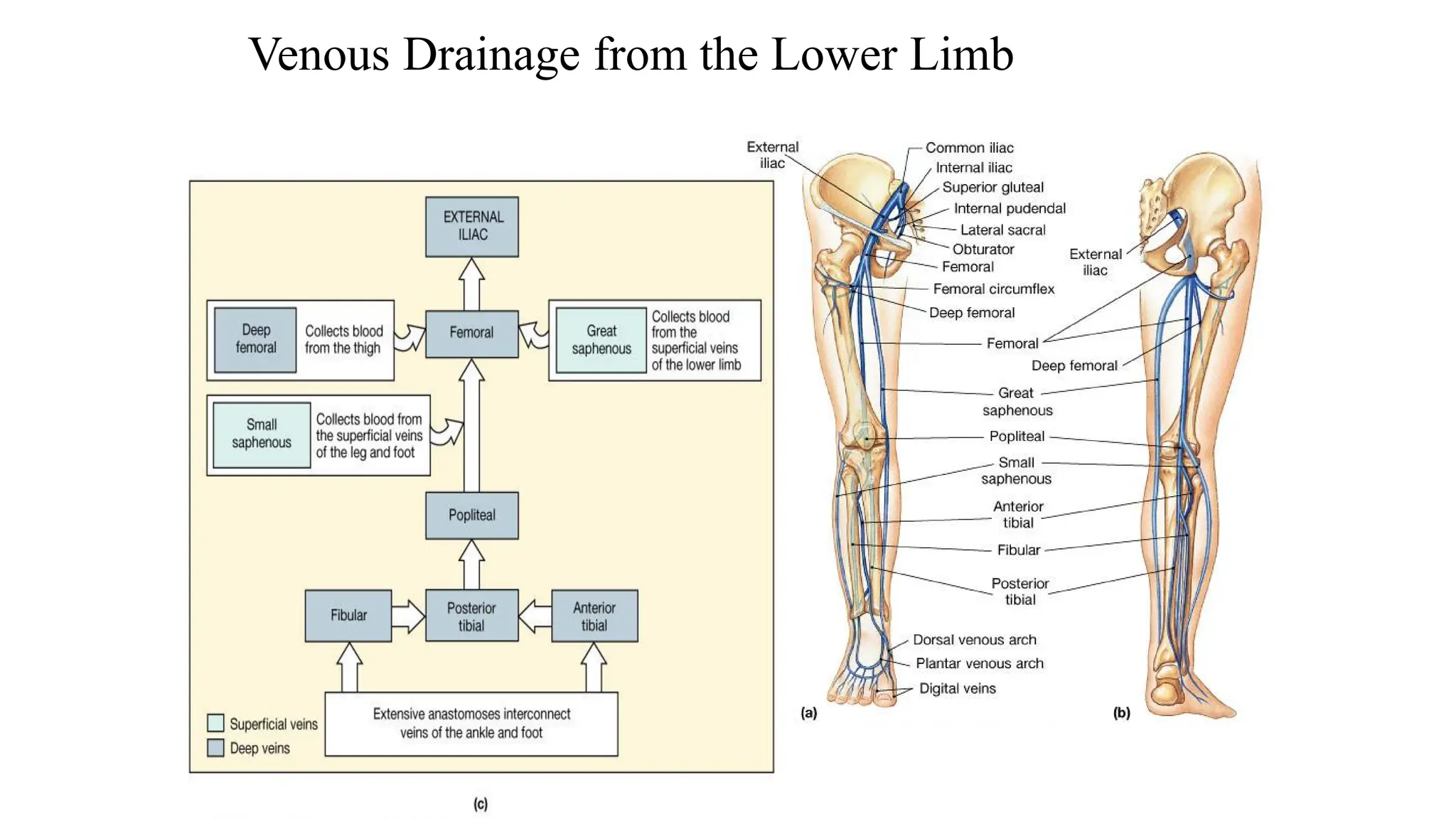 VENOUS Dranage of the lower linb anatomy .pdf