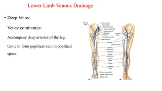 VENOUS Dranage of the lower linb anatomy .pdf | Death, Injury, or ...