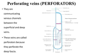 VENOUS Dranage of the lower linb anatomy .pdf