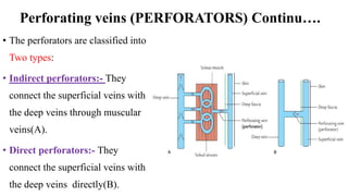 VENOUS Dranage of the lower linb anatomy .pdf | Death, Injury, or ...