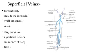 VENOUS Dranage of the lower linb anatomy .pdf