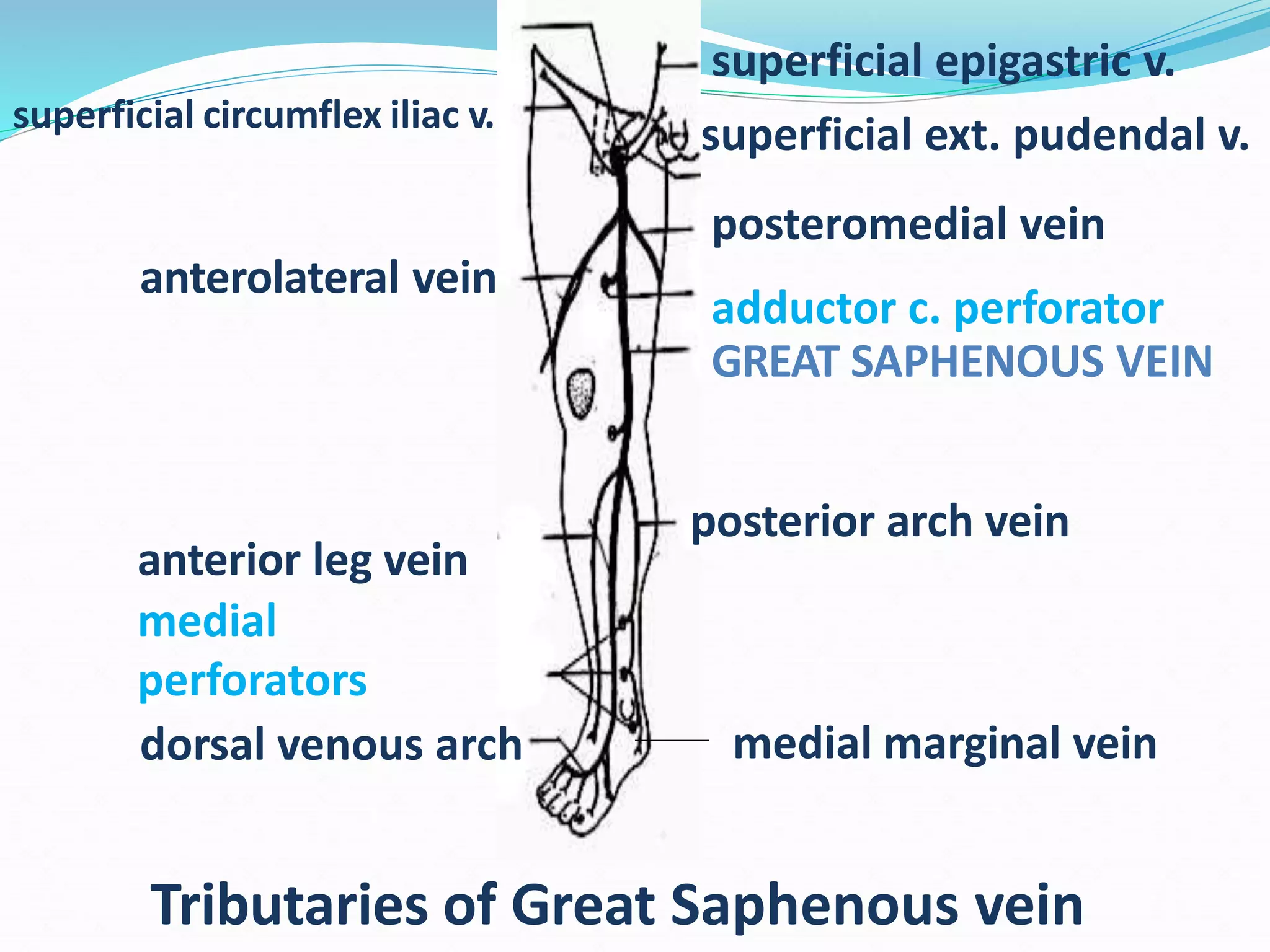 VENOUS DRAINAGE OF THE LOWER LIMBS.ppt