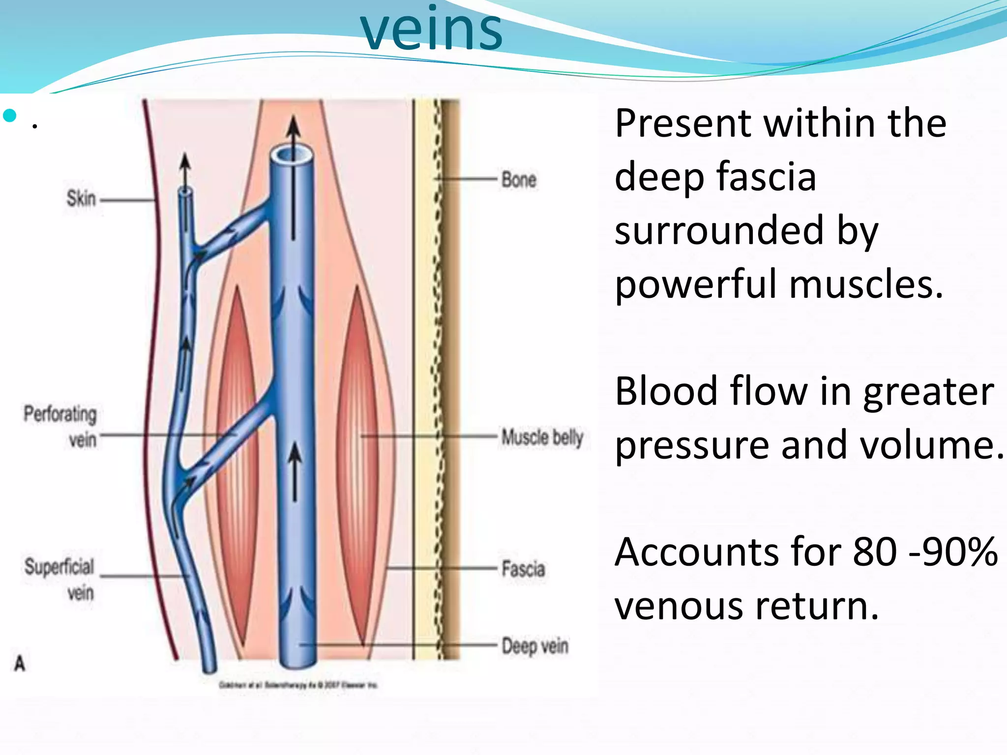 VENOUS DRAINAGE OF THE LOWER LIMBS.ppt