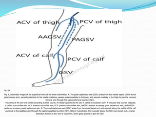 VENOUS DRAINAGE OF THE LOWER LIMBS.ppt