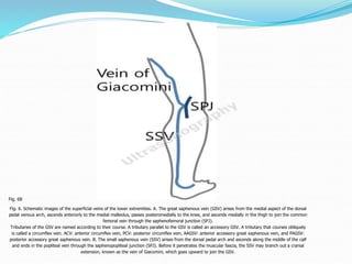 VENOUS DRAINAGE OF THE LOWER LIMBS.ppt