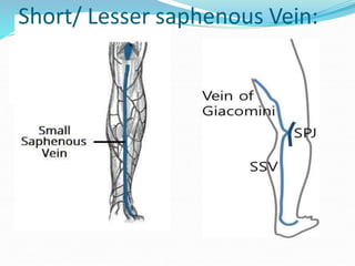 VENOUS DRAINAGE OF THE LOWER LIMBS.ppt