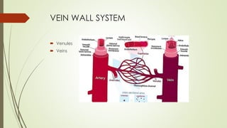 Venous drainage of the upper limb. | PDF