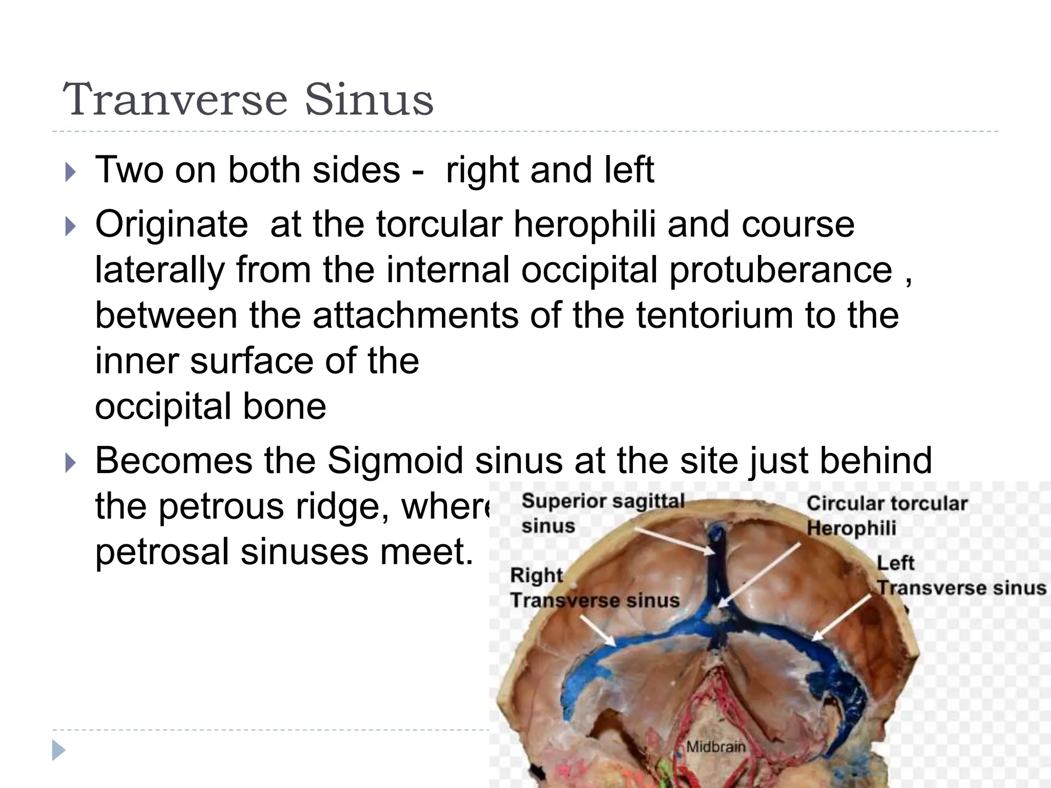 Venous Drainage of the Brain Presentation pptx | PPTX