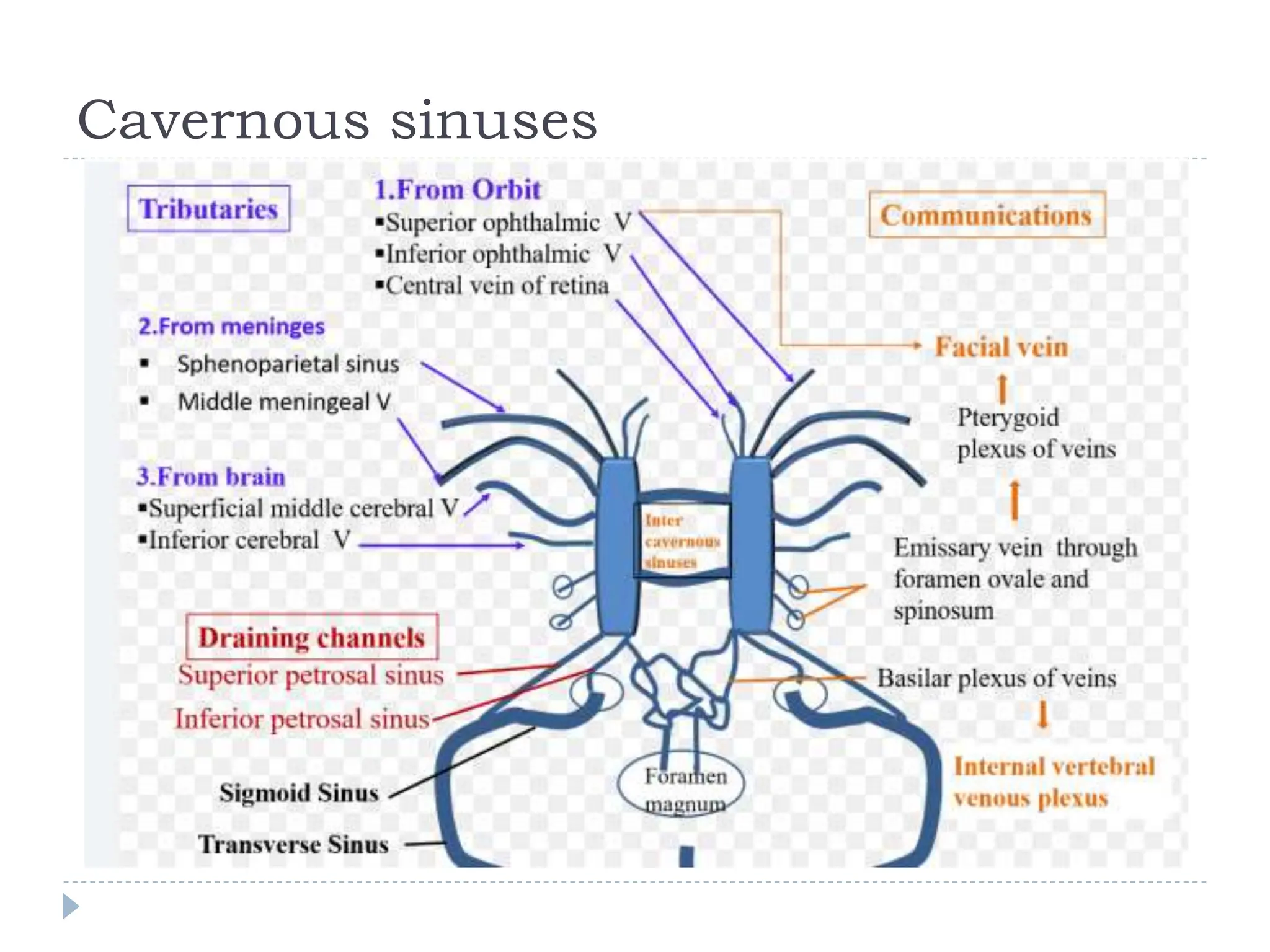 Venous Drainage of the Brain Presentation pptx | PPTX