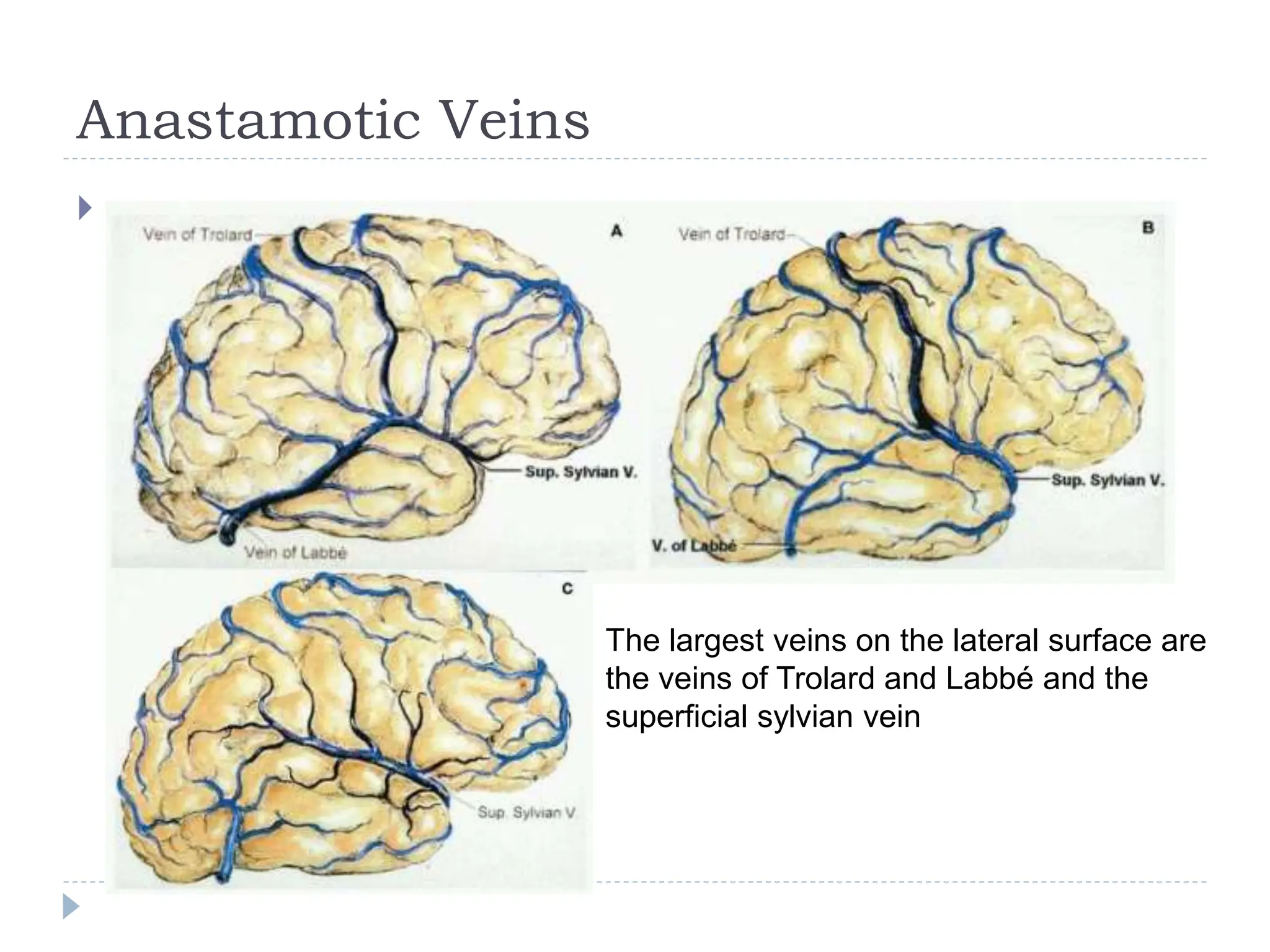 Venous Drainage of the Brain Presentation pptx | PPTX